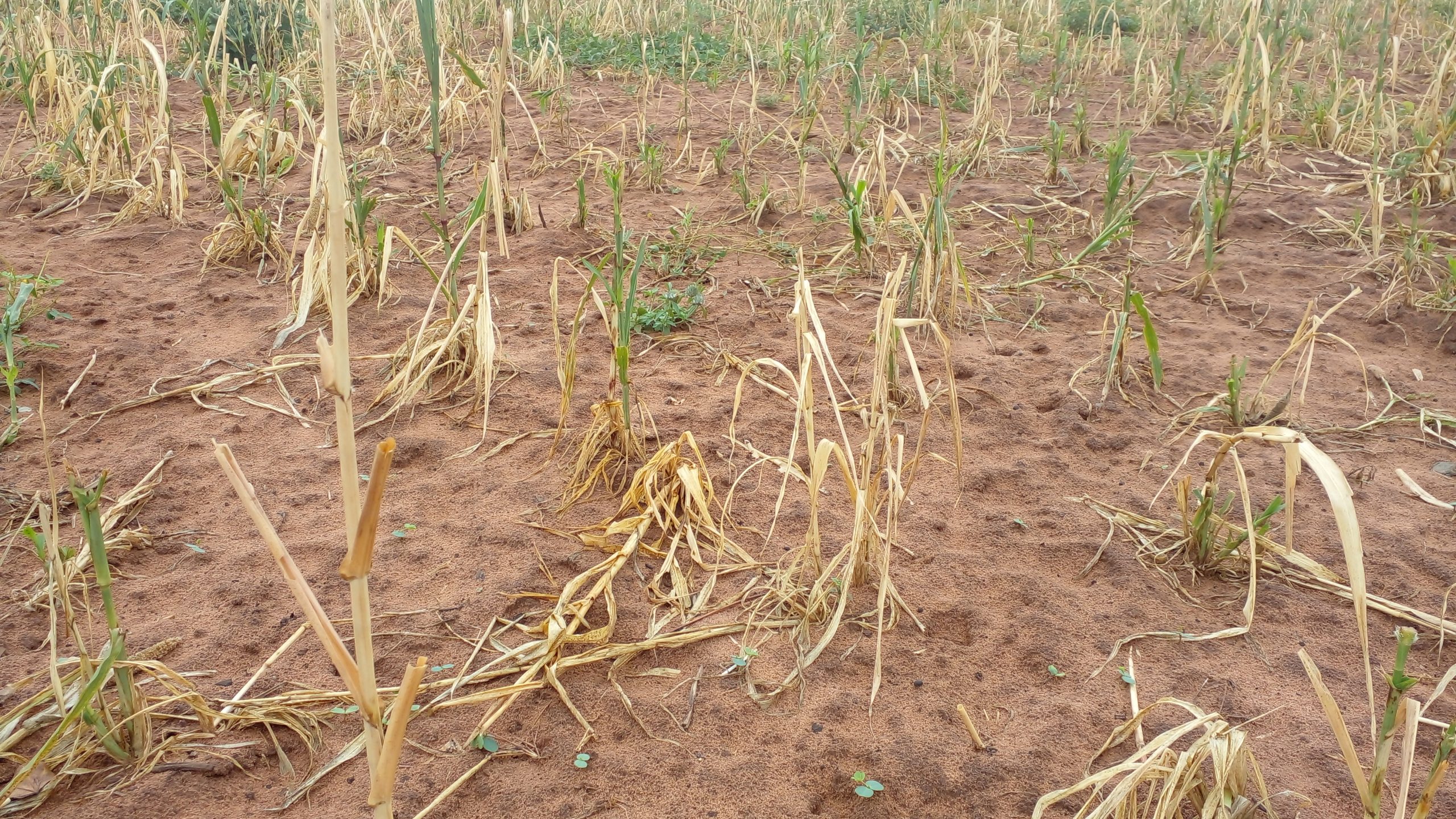 The Citizen Bulletin | More Local. More Inclusive. More Interactive