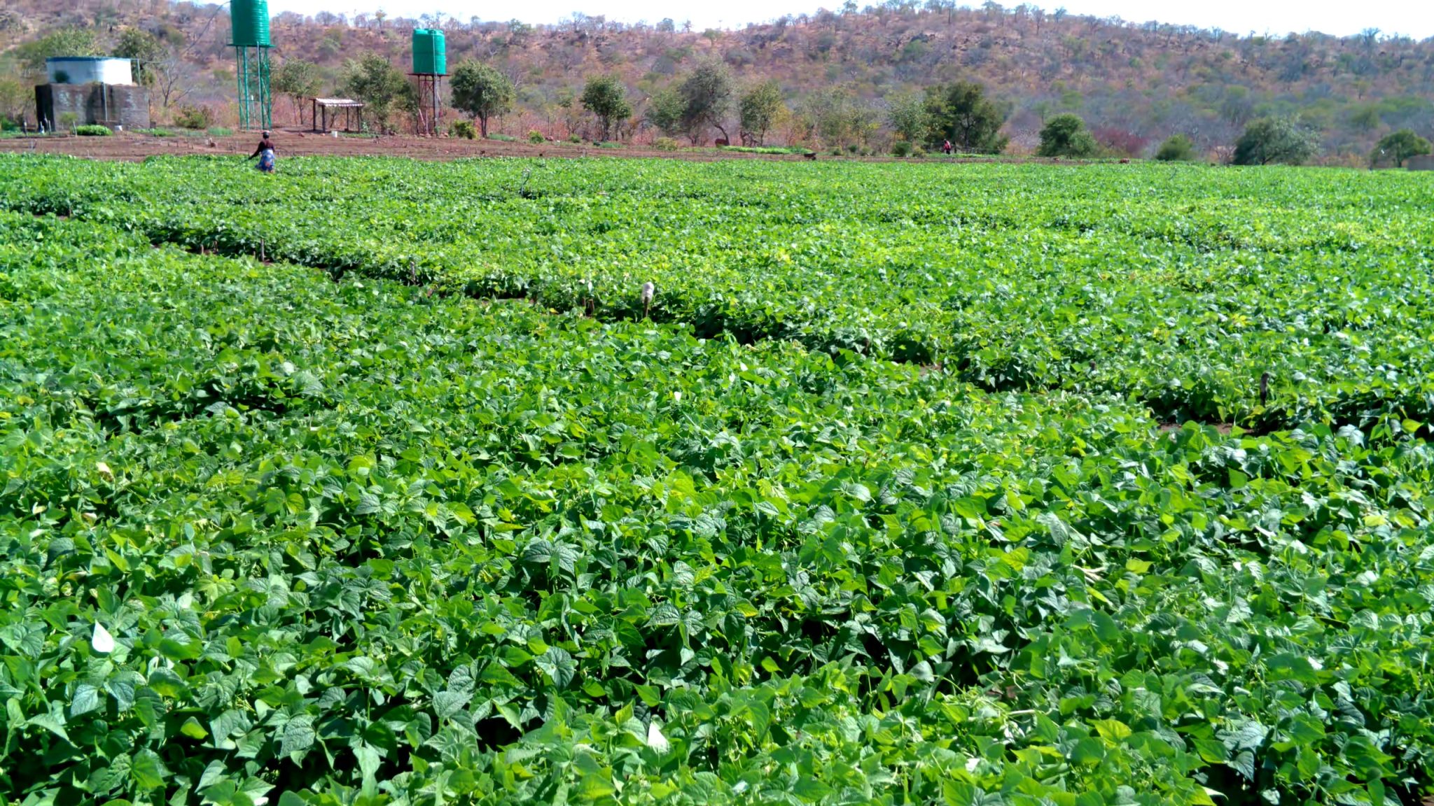 The wetland that feeds a village - Check Climate Africa