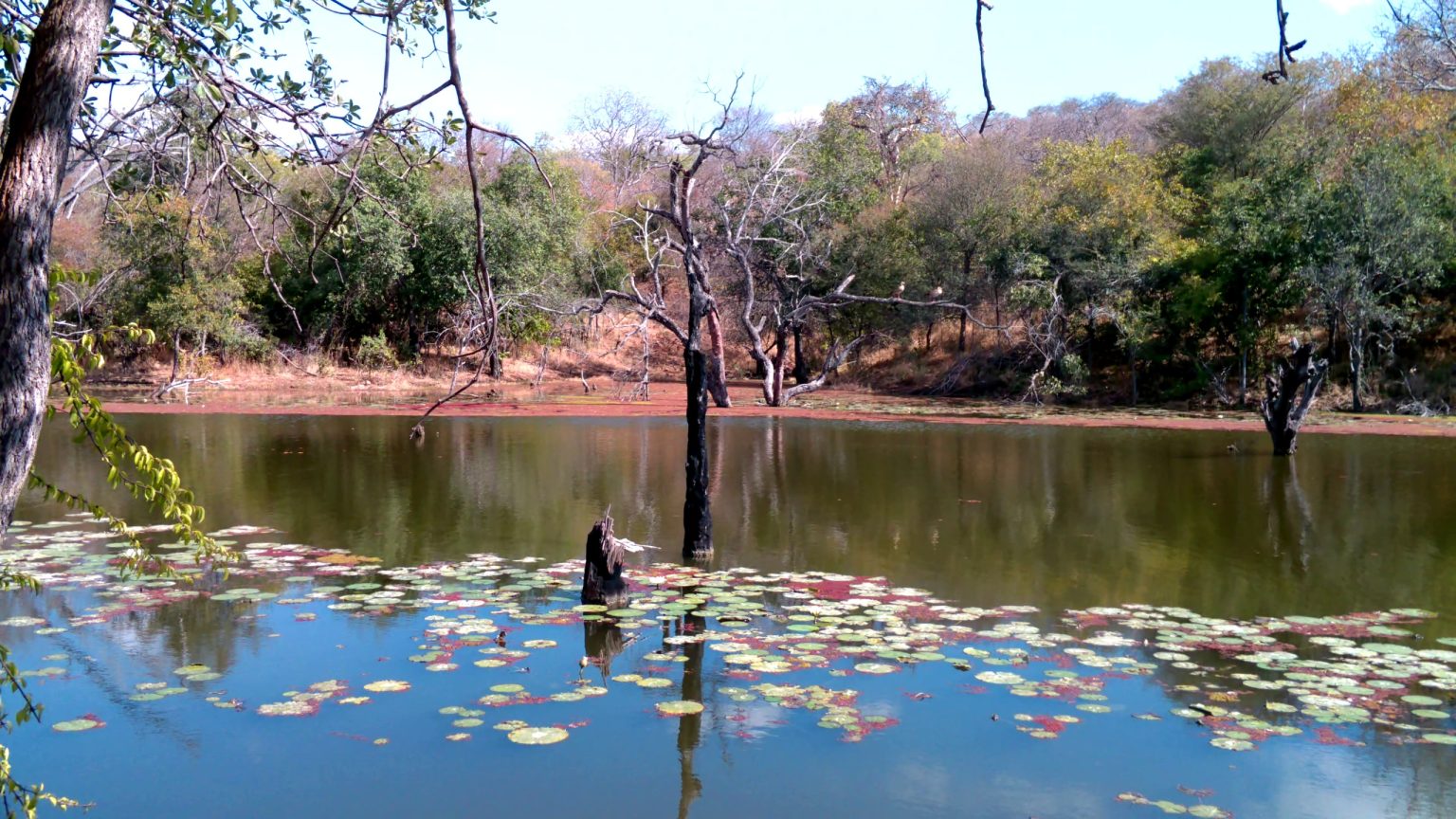 The Wetland That Feeds a Village - thecitizenbulletin